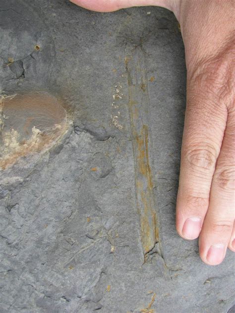 Partial Fossil Branch Member Collections The Fossil Forum