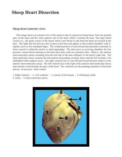 Interventricular Groove Sheep Heart