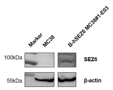 Human Sez6 Mc38 Cell Lines Biocytogen