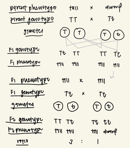 Bio Ch 19 Hereditaryinheritance Flashcards Quizlet