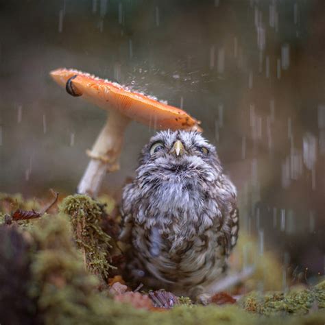 The Worlds Greatest Gallery Of Wet Owls