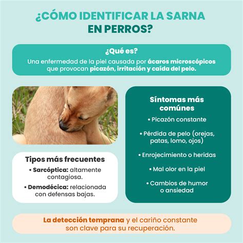 Descubre Cómo Prevenir La Sarna En Perros