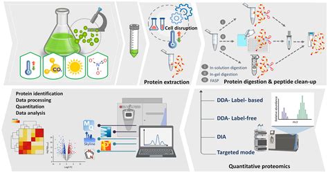 Utilizing Proteomics To Identify And Optimize Microalgae Strains For