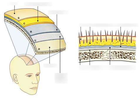 Diagram Of SCALP STRUCTURE Quizlet