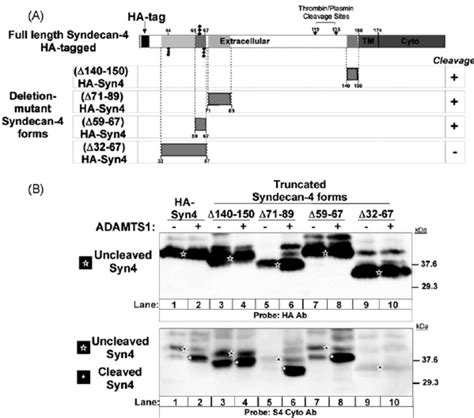 Determination Of Adamts1 Cleavage Site In Syndecan 4 A Diagram Of