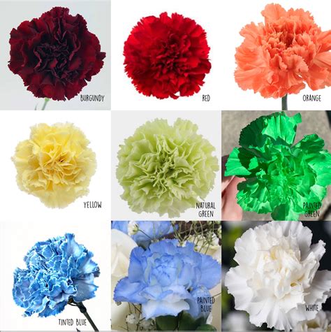 Carnation Flower Different Colors