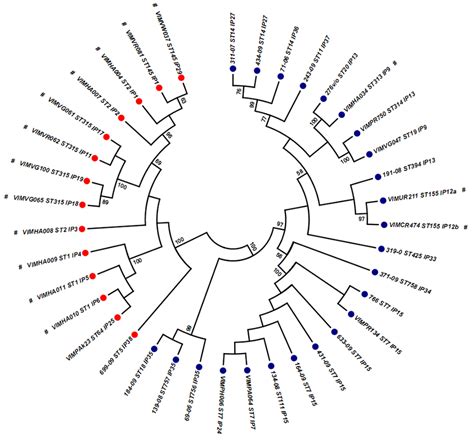 phylogenetic tree based on the concatenated sequences of the mlst and