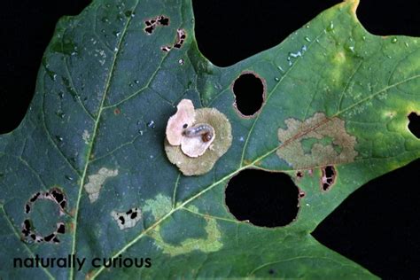Maple Leafcutting Moths Naturally Curious With Mary Holland