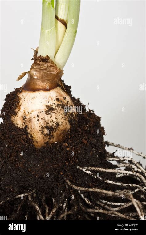 Close Up Of Flower Bulb Roots In The Soil Vertical Nobody From Above