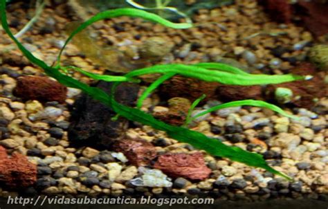 Vida SubacuÁtica Microsorum Pteropus Narrow