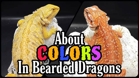 Bearded Dragons Colors 22 Types Of Bearded Dragon Morphs And Colors