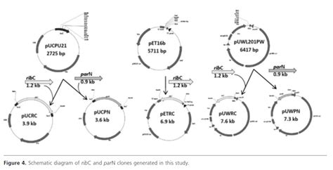 Isolation Heterologous Expression And Gene Duplication Of Certai