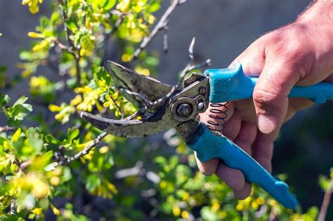 Premium Photo Gardener With Scissors Cutting Down Tree