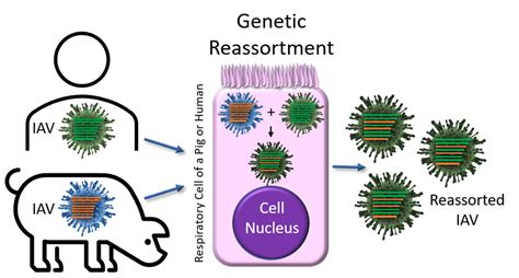 Influenza A Virus Infection In Swine Pork Information Gateway