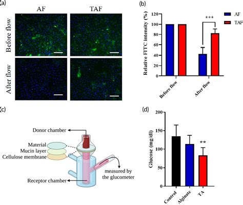 Figure 5 From The Synthesis And Evaluation Of Thiolated Alginate As The Barrier To Block