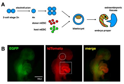 Generation Of Host Donor Chimeric Embryos A Schematic Describing