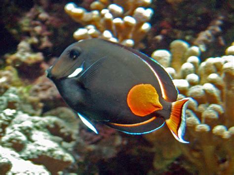 Achilles Tang Size Care Tank Size Hybrid Facts Behavior