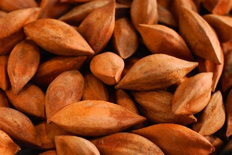 Pili Nut Exotic Delicacy From The Philippines