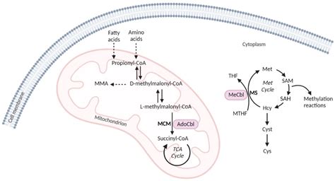 Acquired Vitamin B12 Deficiency In Newborns Positive Impact On Newborn