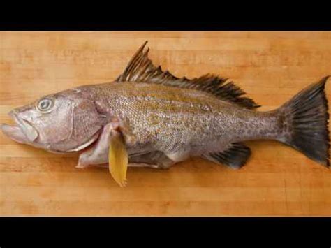 Test Kitchen Episode 13 Gold Spotted Seabass Youtube