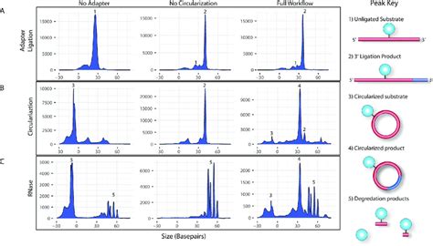 Quantification Of Small Rna Adapter Ligation Step And Circularization Download Scientific