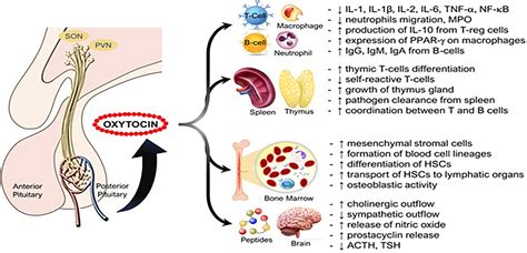 Oxytocin Function
