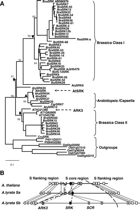 Phylogeny And Evolution Of Srks In The Brassicaceae A A Ml