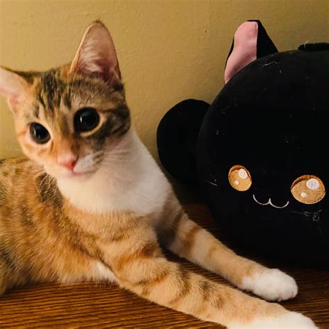 Pixie 🧚‍♀️ Has Disney Anime Eyes😻 R Disneyeyes