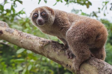 Premium Photo Slow Loris With Beautiful Eyes