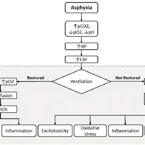 The Cellular Sequence Of Events Following The Period Of Hypoxia And