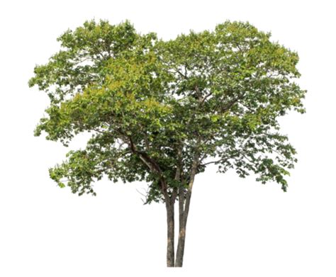 Tree Transparent PNGs For Free Download Tree Transparent PNGs For Free Download