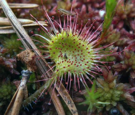 Росянка посадка и уход в домашних условиях виды и сорта фото