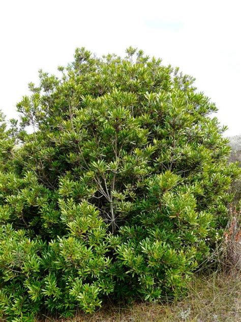 Myrica Californica Pacific Wax Myrtle