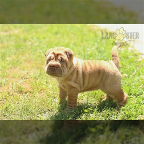 Chinese Shar Pei Puppies For Sale In Blossvale Ny Lancaster Puppies