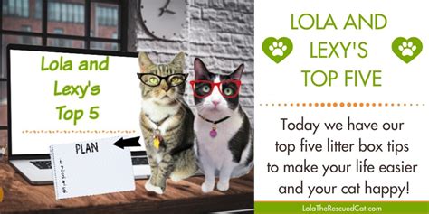 Lola And Lexys Top 5 Litter Box Tips Lola The Rescued Cat