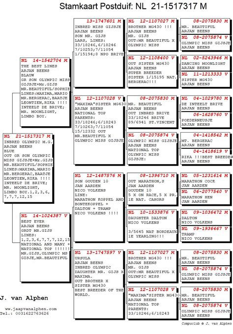 Porumbei De Top Din Europa