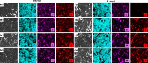 Fesem Eds Mapping Showing The Distribution Of Carbon C Oxygen O Download Scientific