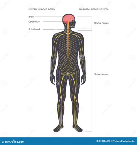 Central Nervous System Labeled Diagram