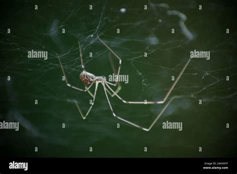 Macro Photo Of Daddy Long Legs Spider Or Longbodied Cellar Spider