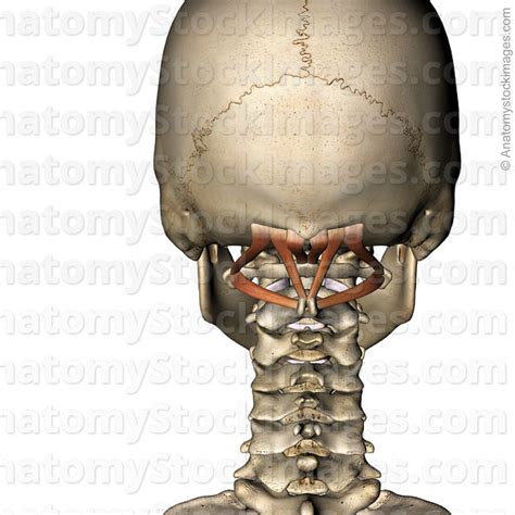 Rectus Capitis Posterior Minor Suboccipital Muscle Release