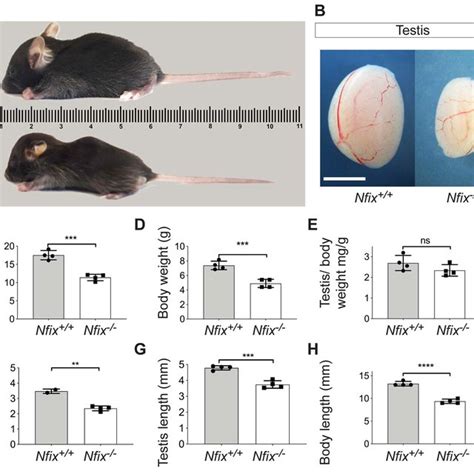 Preleptotene Leptotene Zygotene And Early Pachytene Spermatocytes Download Scientific