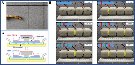 Frontiers Actuation And Design Innovations In Earthworm Inspired Soft Robots A Review