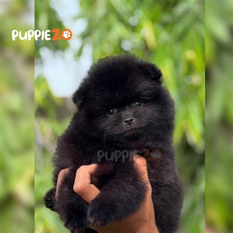 Buy Purebred Kci Certified Teacup And Toy Pomeranian Puppies Online