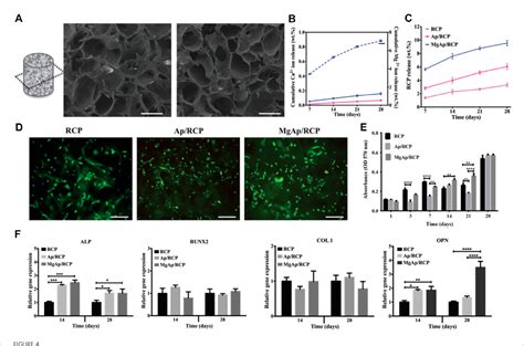Figure 4 From Tissue Engineering Applications Of Recombinant Human