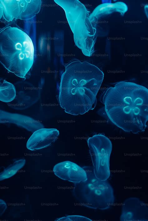 물 위에 떠 있는 해파리 무리 사진 Unsplash의 텍스처 이미지