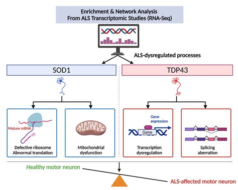 Ijms Free Full Text Downstream Effects Of Mutations In Sod1 And