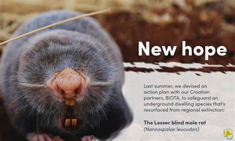 The Last Refuge Of The Lesser Blind Mole Rat A Conservation Story Biota