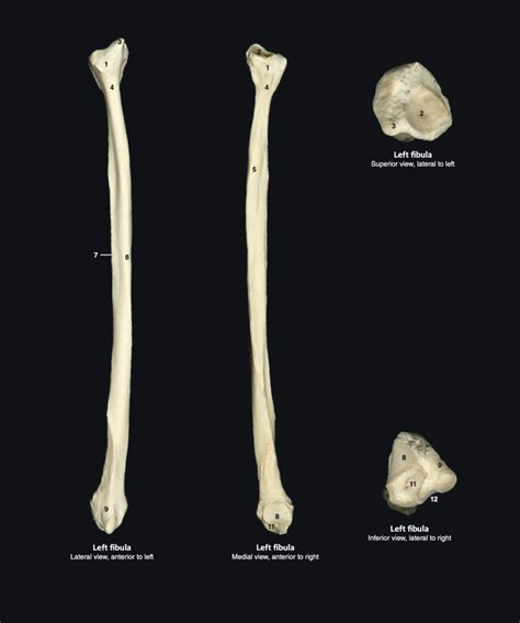 Diagram Of Fibula Quizlet