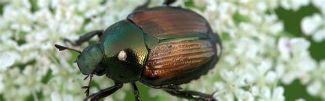 Japanese Beetle Eradication Utah Department Of Agriculture And Food
