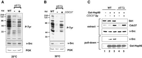 Cdc37 Overexpression Suppresses V Src Activity Defect In Sti1Δ Yeast